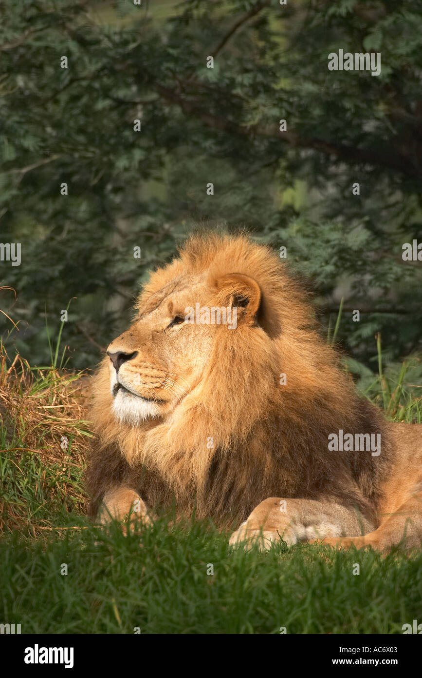 Male Lion Panthera leo Stock Photo - Alamy
