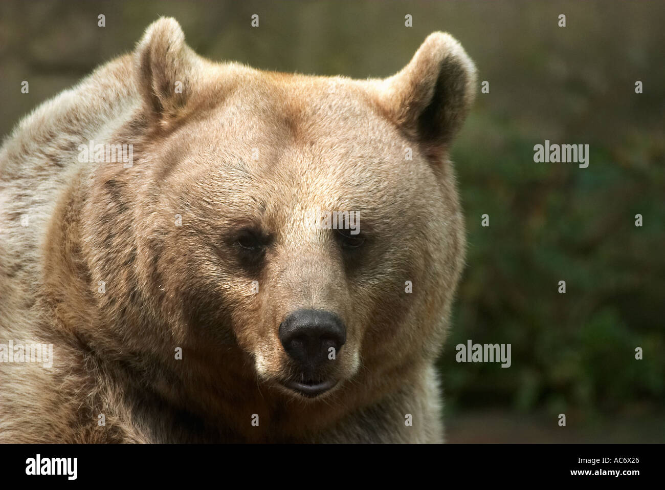 Brown Bear Melbourne Zoo Victoria Australia Stock Photo - Alamy