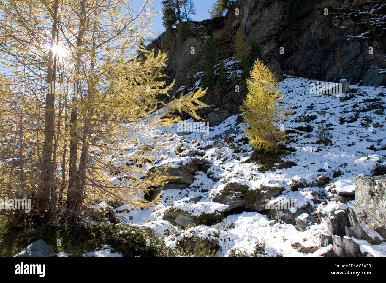 larch trees on sunny alpine slope, Italy Stock Photo - Alamy