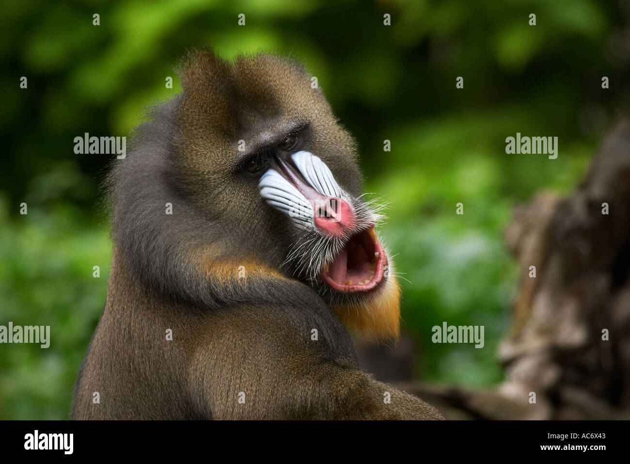 Mandrill teeth hi-res stock photography and images - Alamy