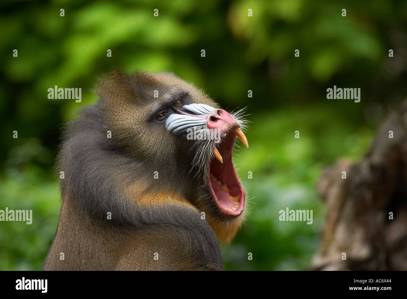 Mandrill teeth hi-res stock photography and images - Alamy