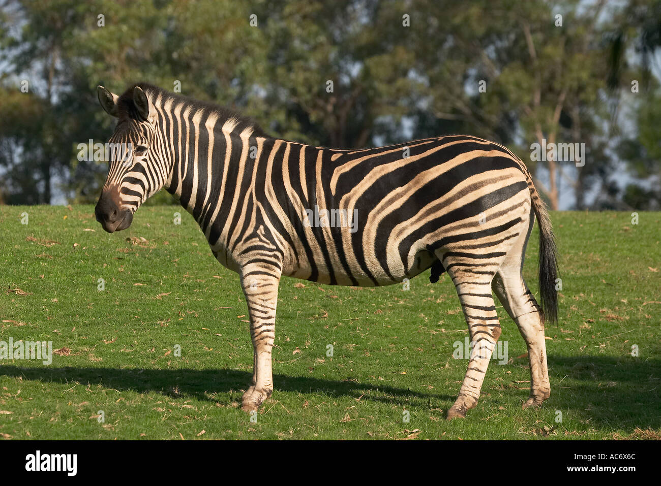Zebra savanah hi-res stock photography and images - Alamy