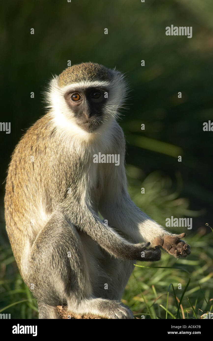 Vervet Monkey Cercopithecus aethiops Stock Photo - Alamy