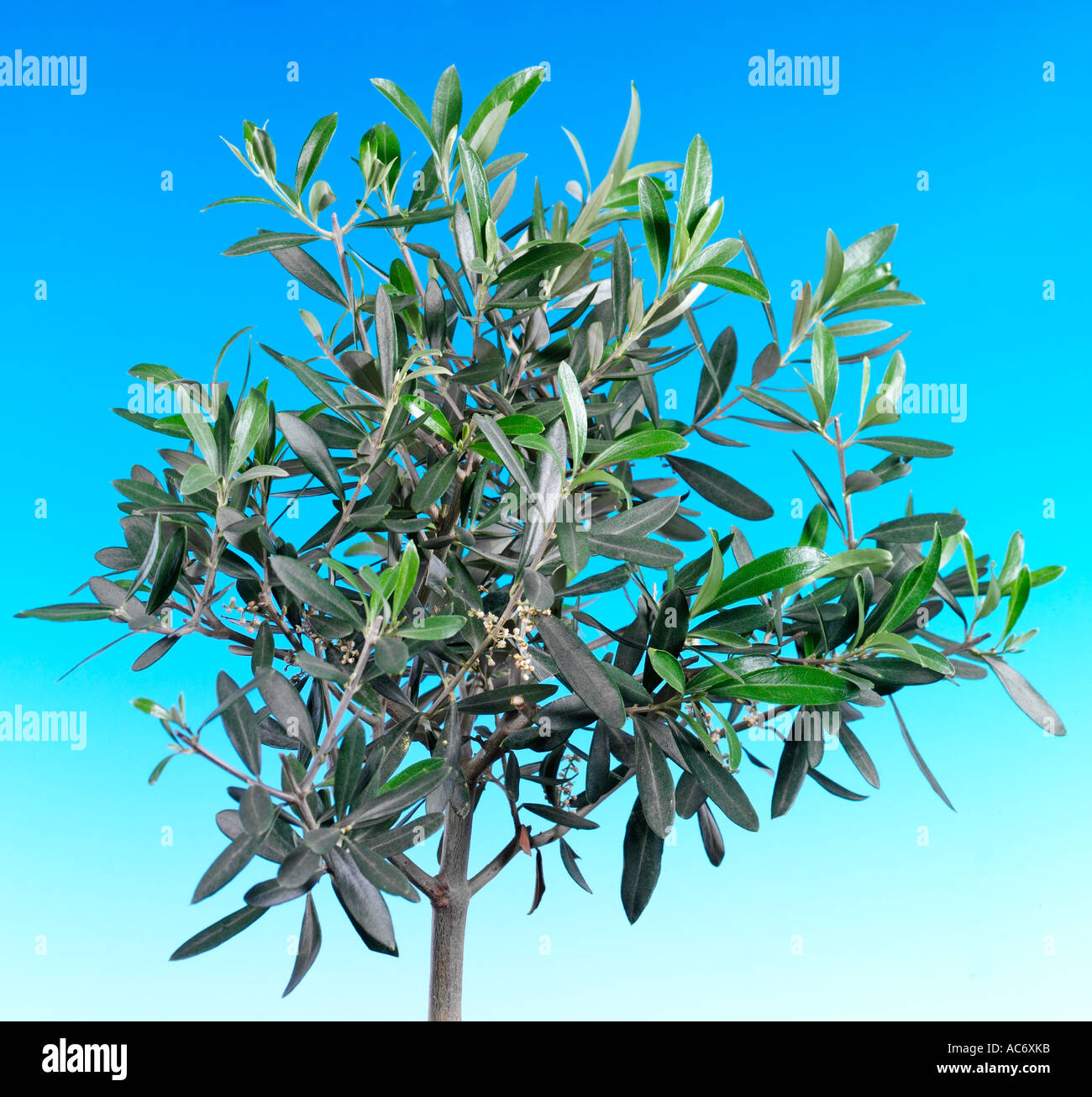 The olive tree hi-res stock photography and images - Alamy