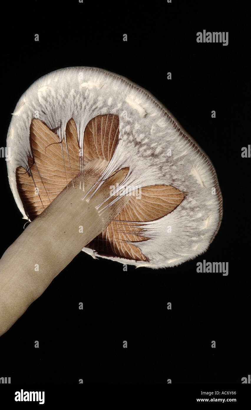 magic mushroom from Ecuador Cubensis psychedelic mushroom Stock Photo ...