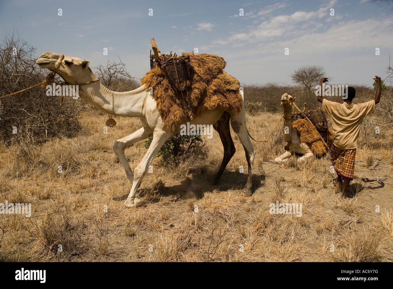 WESTERN SOMALIA 3 MARCH 2006 Nomads prepare to set off with their ...