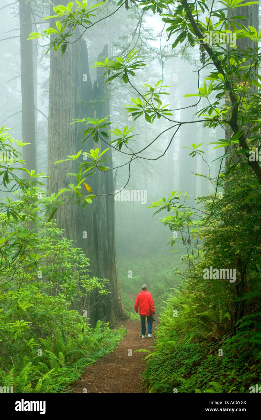 Redwood forest, hiker on trail Stock Photo - Alamy
