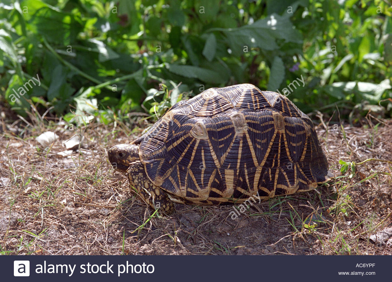 Chinnar Wildlife Sanctuary Stock Photos & Chinnar Wildlife Sanctuary ...