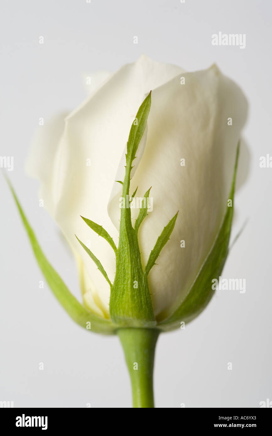 White rosebud, rose, flower Stock Photo - Alamy