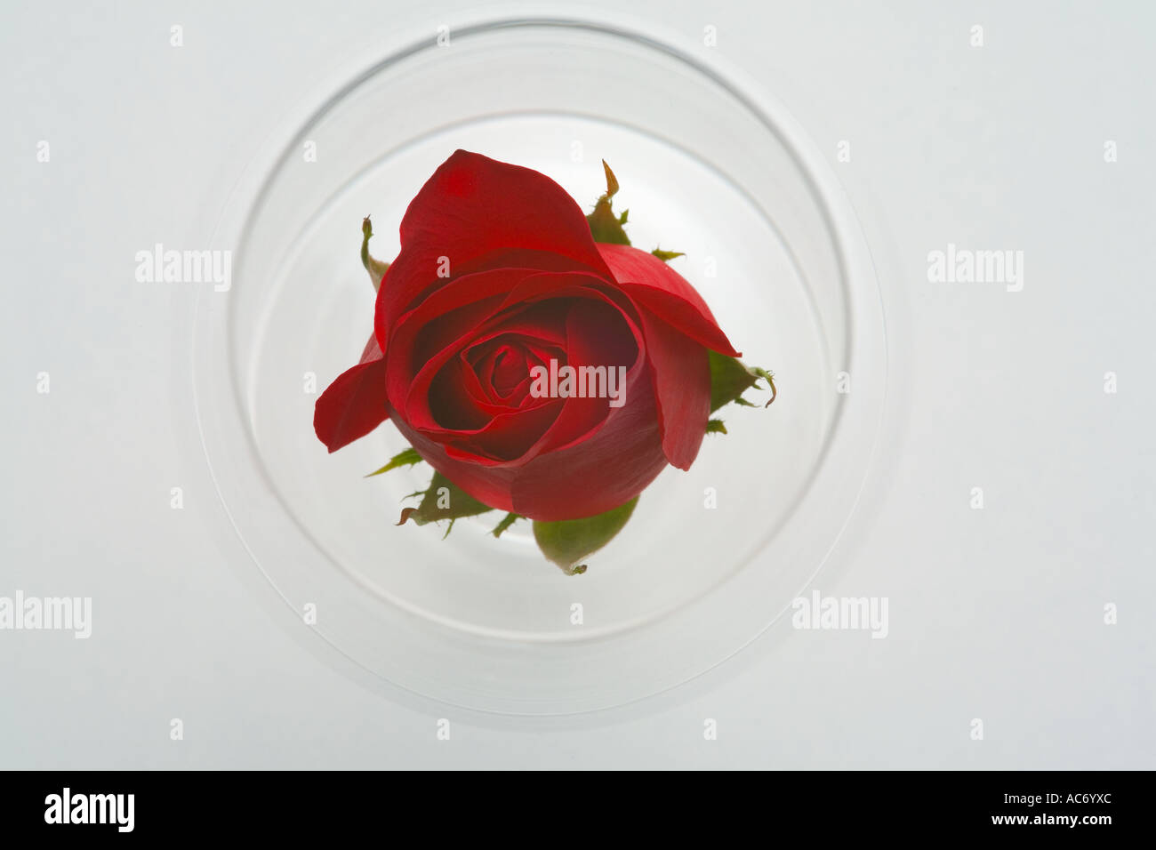 Red rose in the glass, flower Stock Photo - Alamy