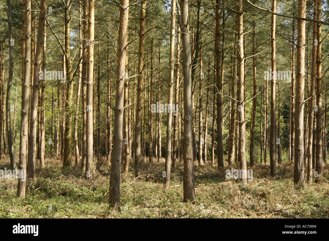 dense conifer wood Stock Photo - Alamy