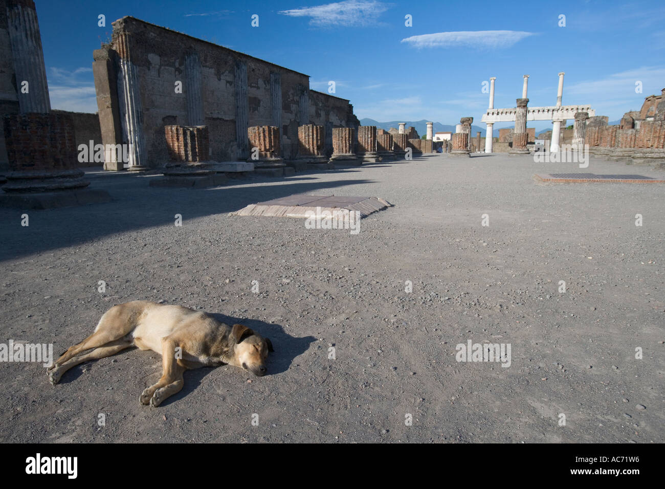 Dog in pompeii hi-res stock photography and images - Alamy