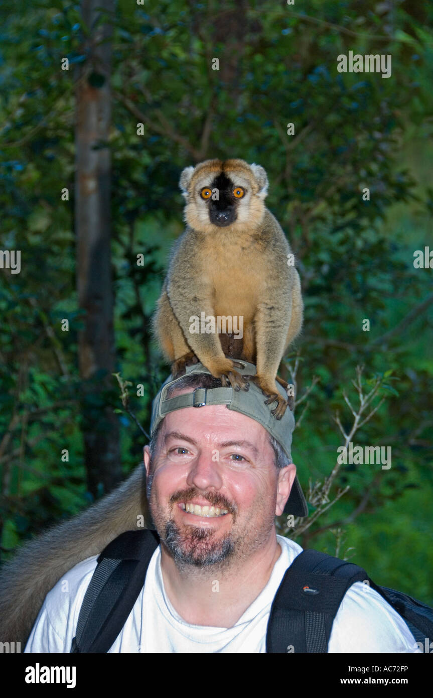 Tourist with tame Brown lemurs, Vakona Lodge, Perniet area, Eastern ...