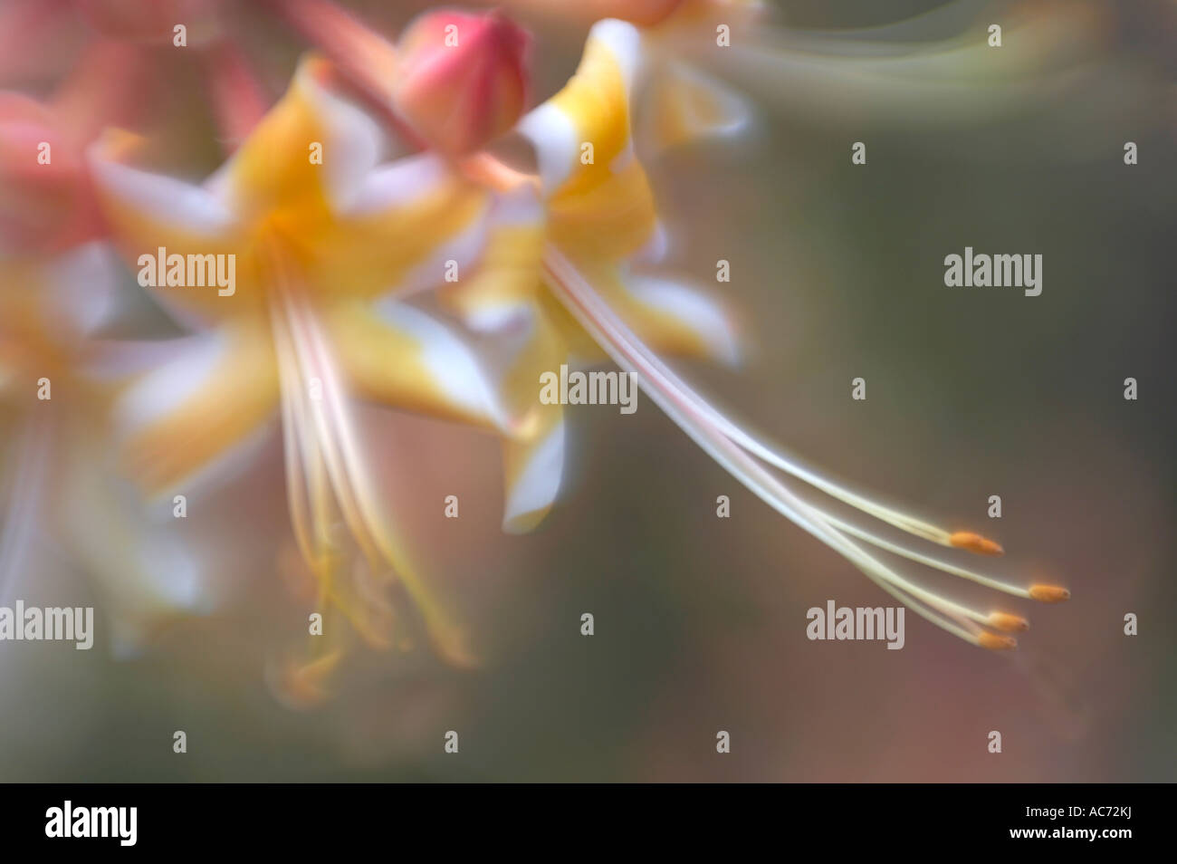 Florida Azalea Rhododendron austrinum at Daniel Stowe Botanical Garden ...