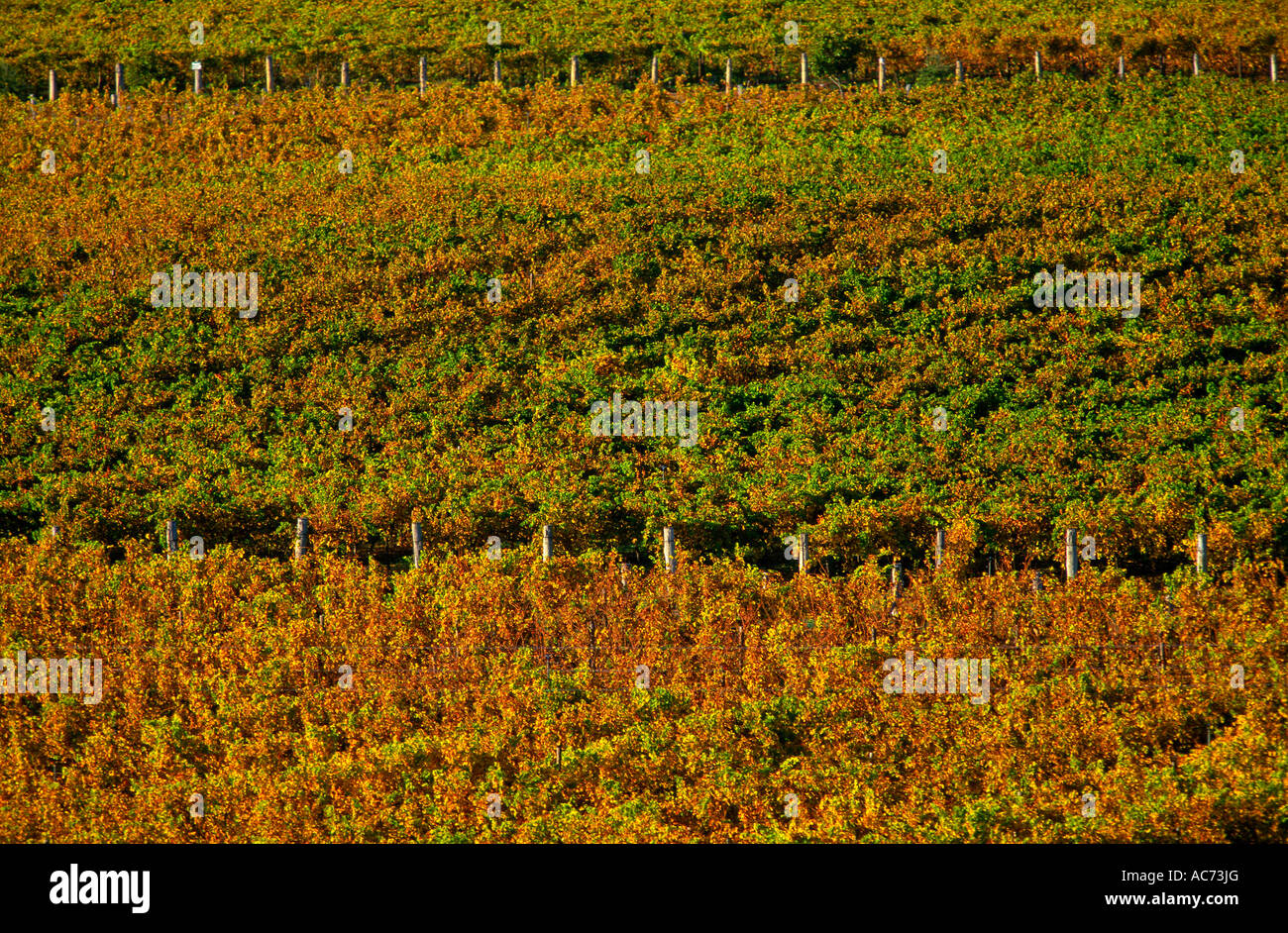 Parallel diagonal rows lines patterns hi-res stock photography and ...