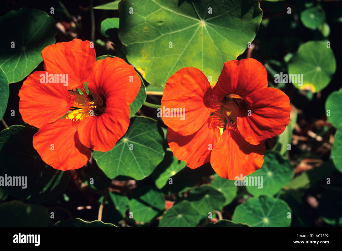 WILD FLOWER, MUNNAR Stock Photo - Alamy