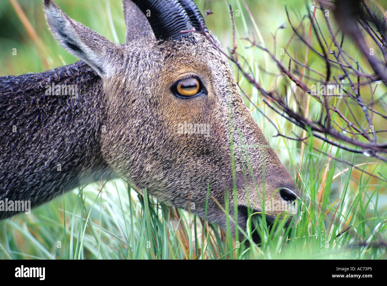 NILGIRI TAHR (HEMITRAGUS HYLOCRIUS), MOUNTAIN GOATS OF WESTERN GHATS ...