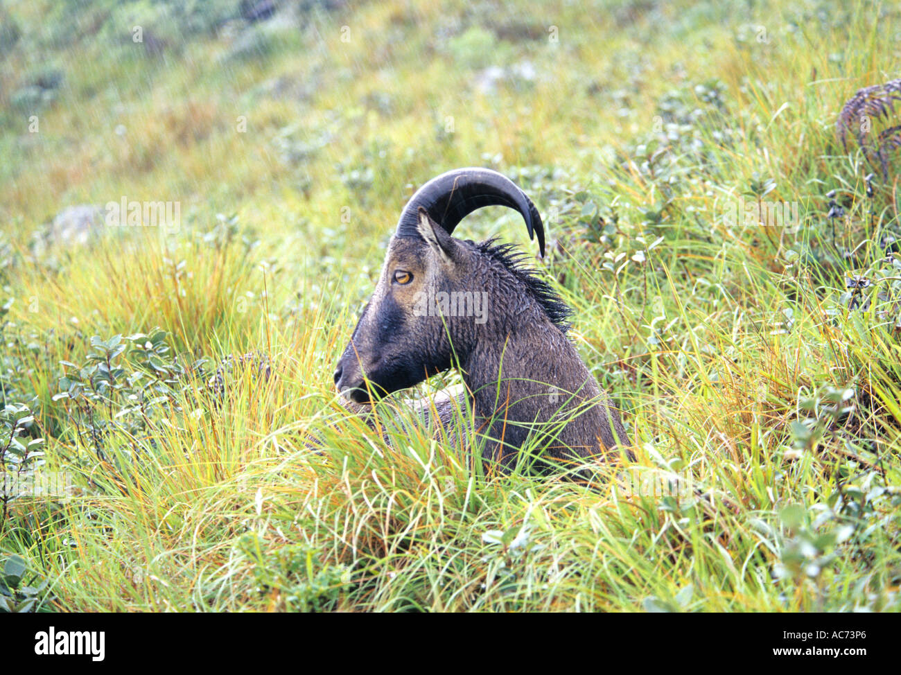 NILGIRI TAHR (HEMITRAGUS HYLOCRIUS), MOUNTAIN GOATS OF WESTERN GHATS ...