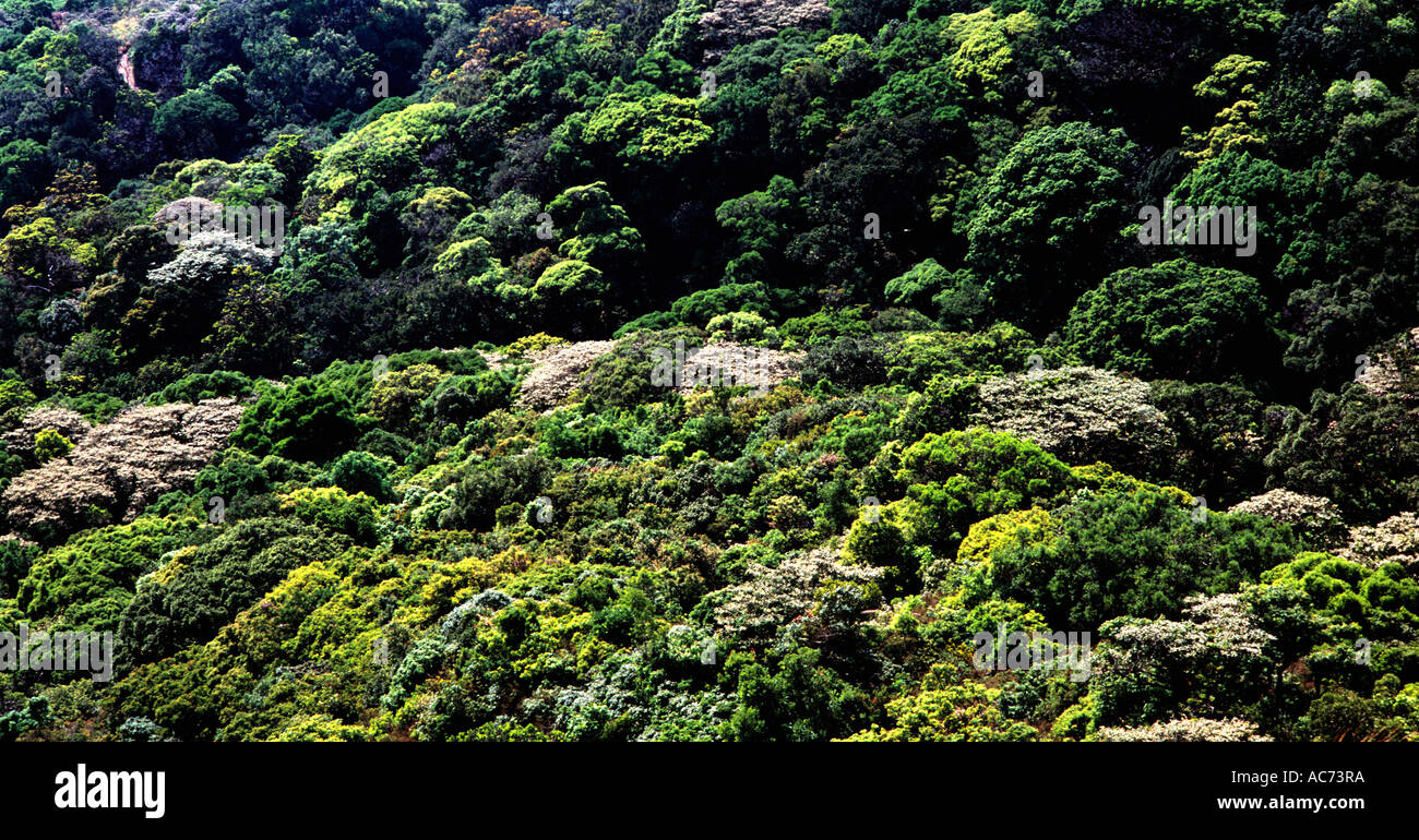 SHOLA FOREST CANOPY, ERAVIKULAM MUNNAR Stock Photo - Alamy
