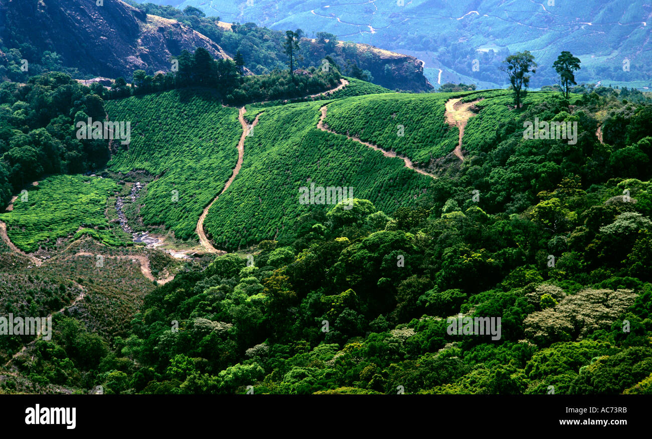 Shola forest hi-res stock photography and images - Alamy