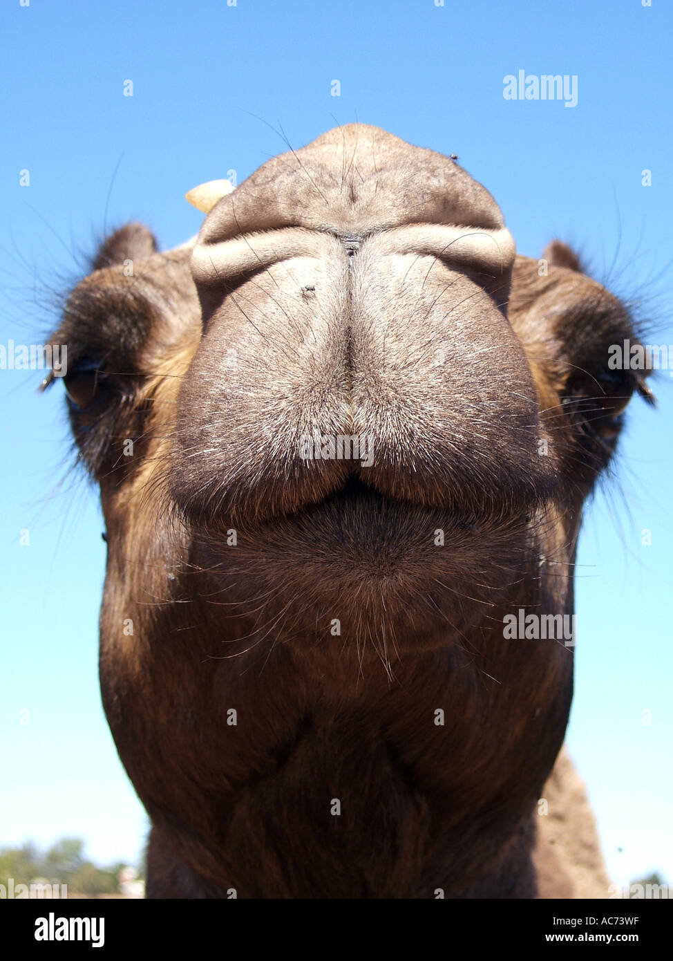 Wild camels australia hi-res stock photography and images - Alamy