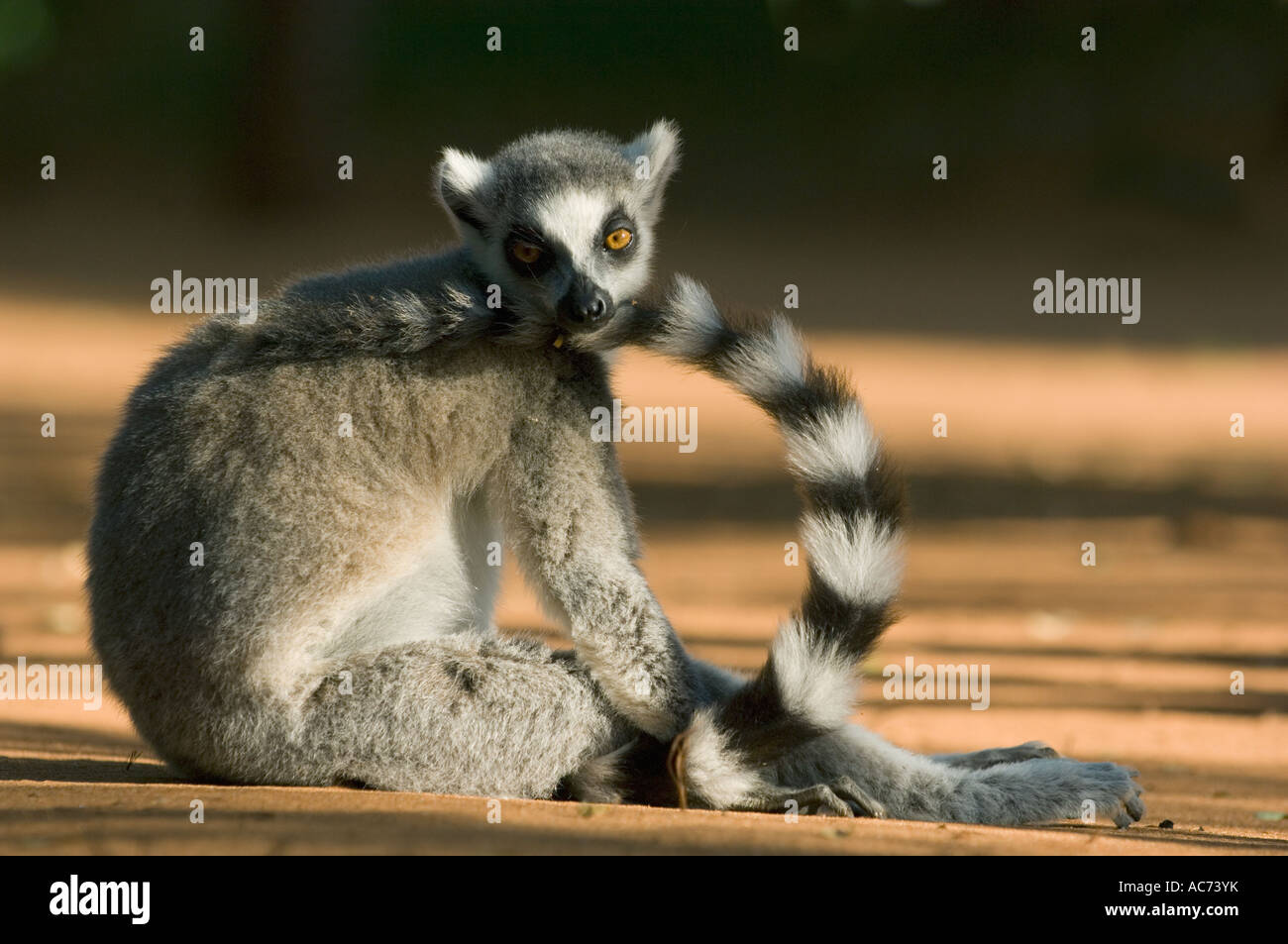 Ring tailed lemur hi-res stock photography and images - Alamy