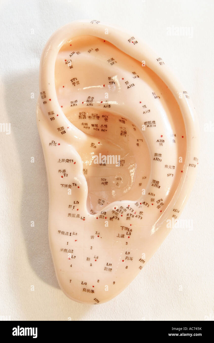 Ear model with acupoints Stock Photo - Alamy