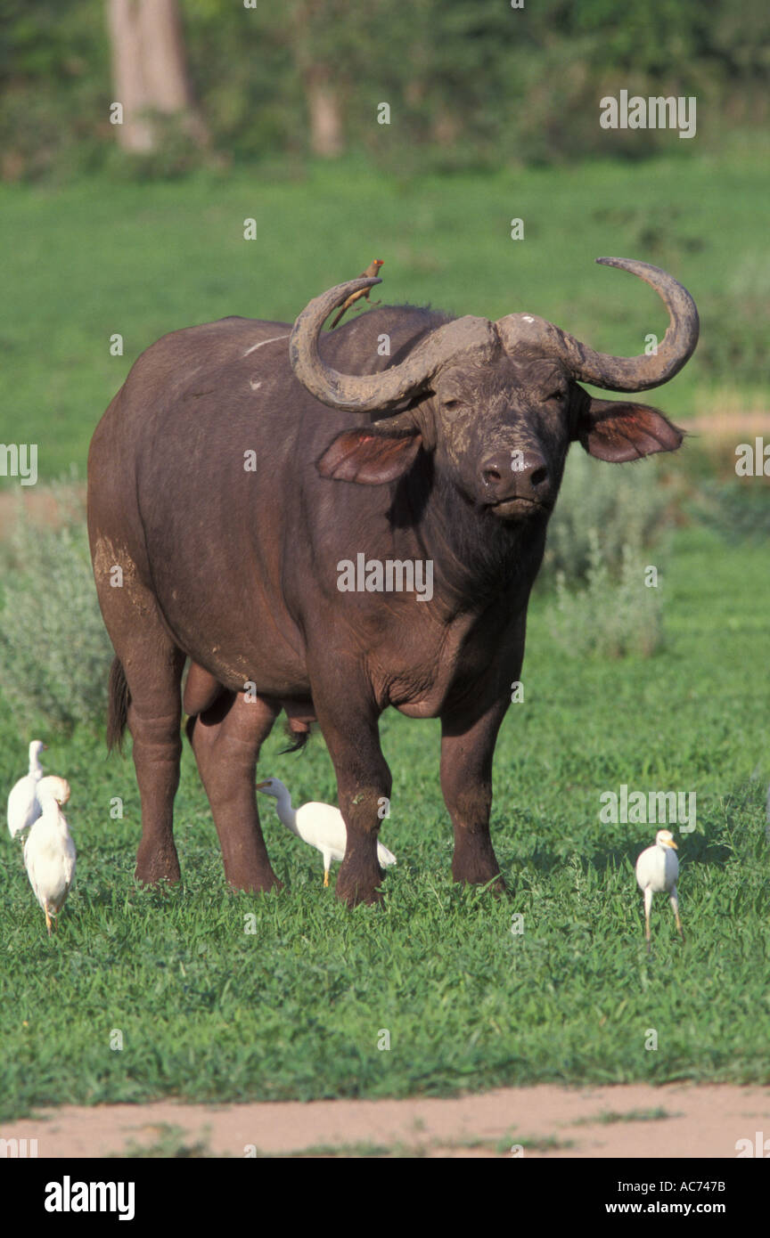 AFRICAN BUFFALO Syncerus caffer with cattle egrets Stock Photo - Alamy