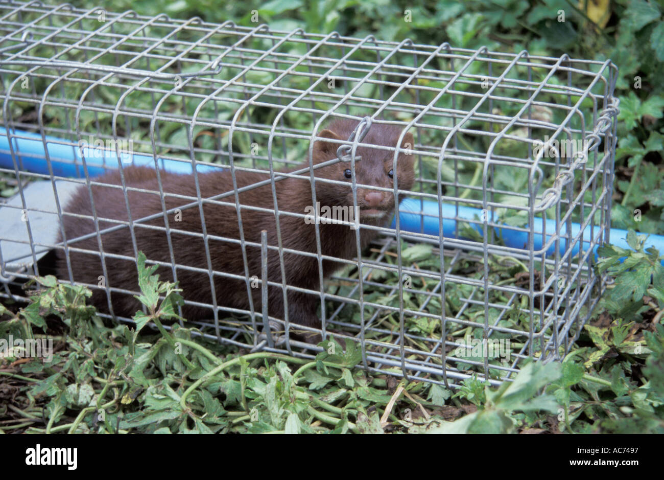 Mink trap hi-res stock photography and images - Alamy