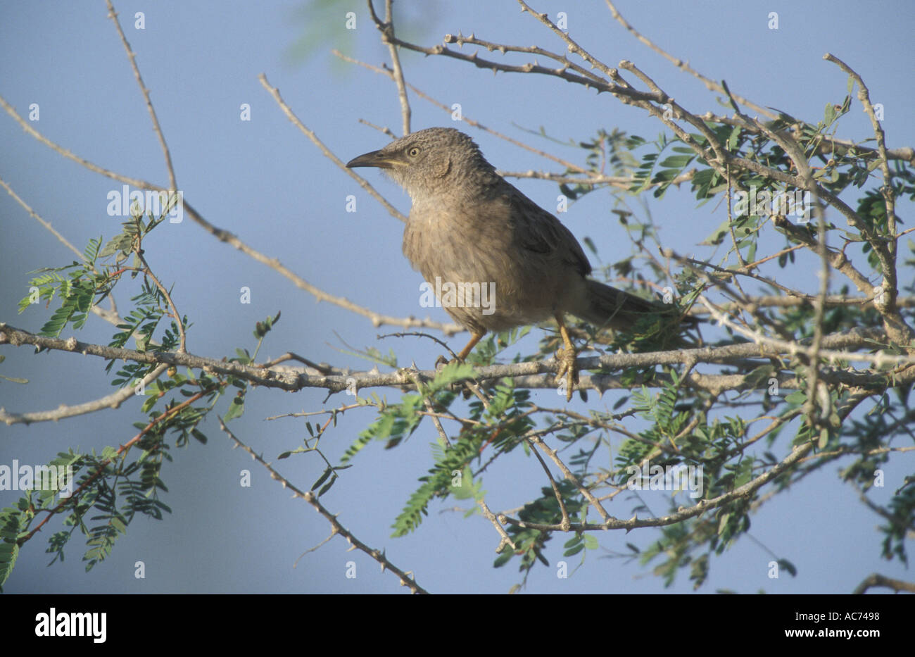 ARABIAN BABBLER Turdoides squamiceps Stock Photo - Alamy