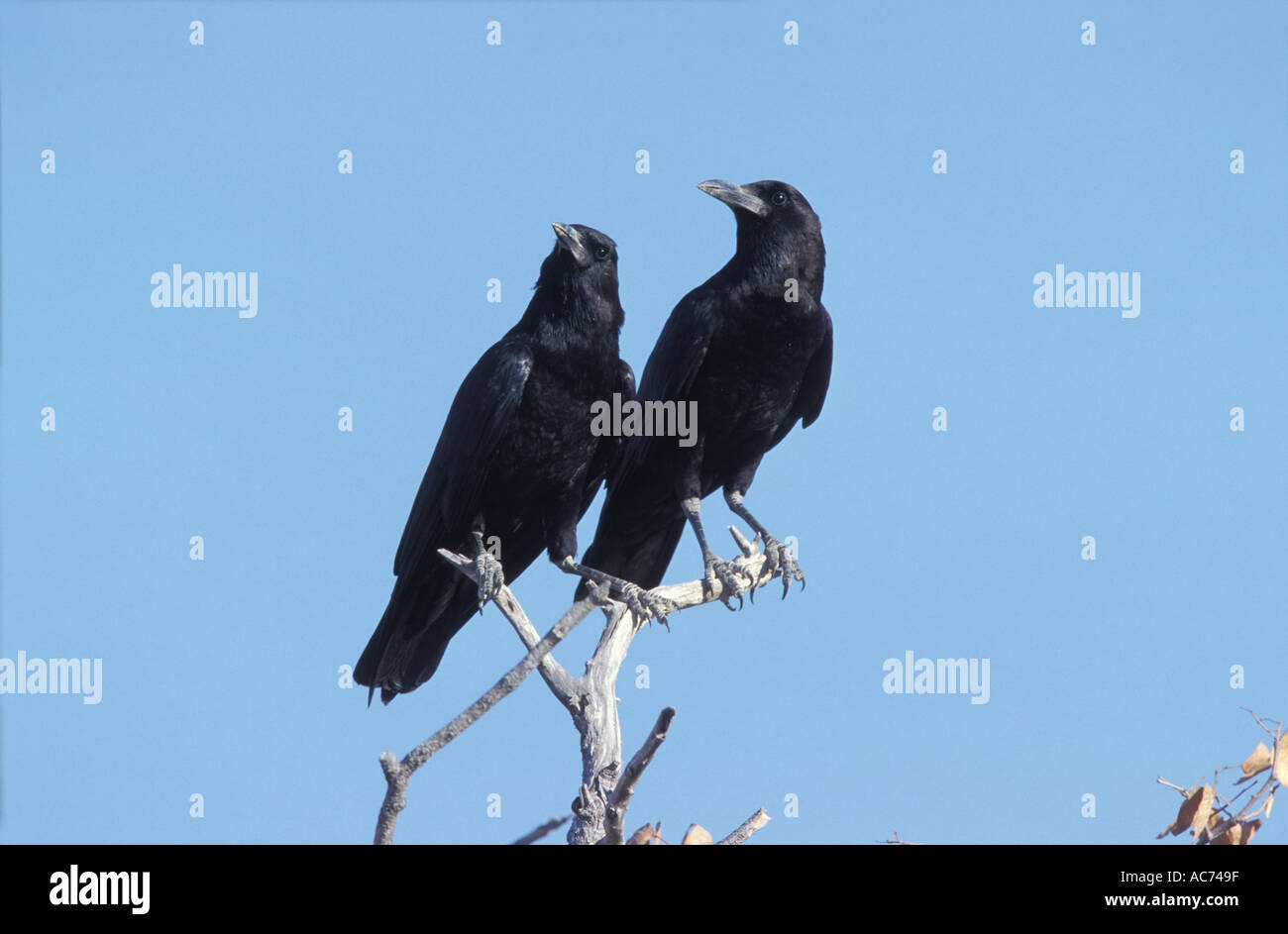 Balck crow hi-res stock photography and images - Alamy