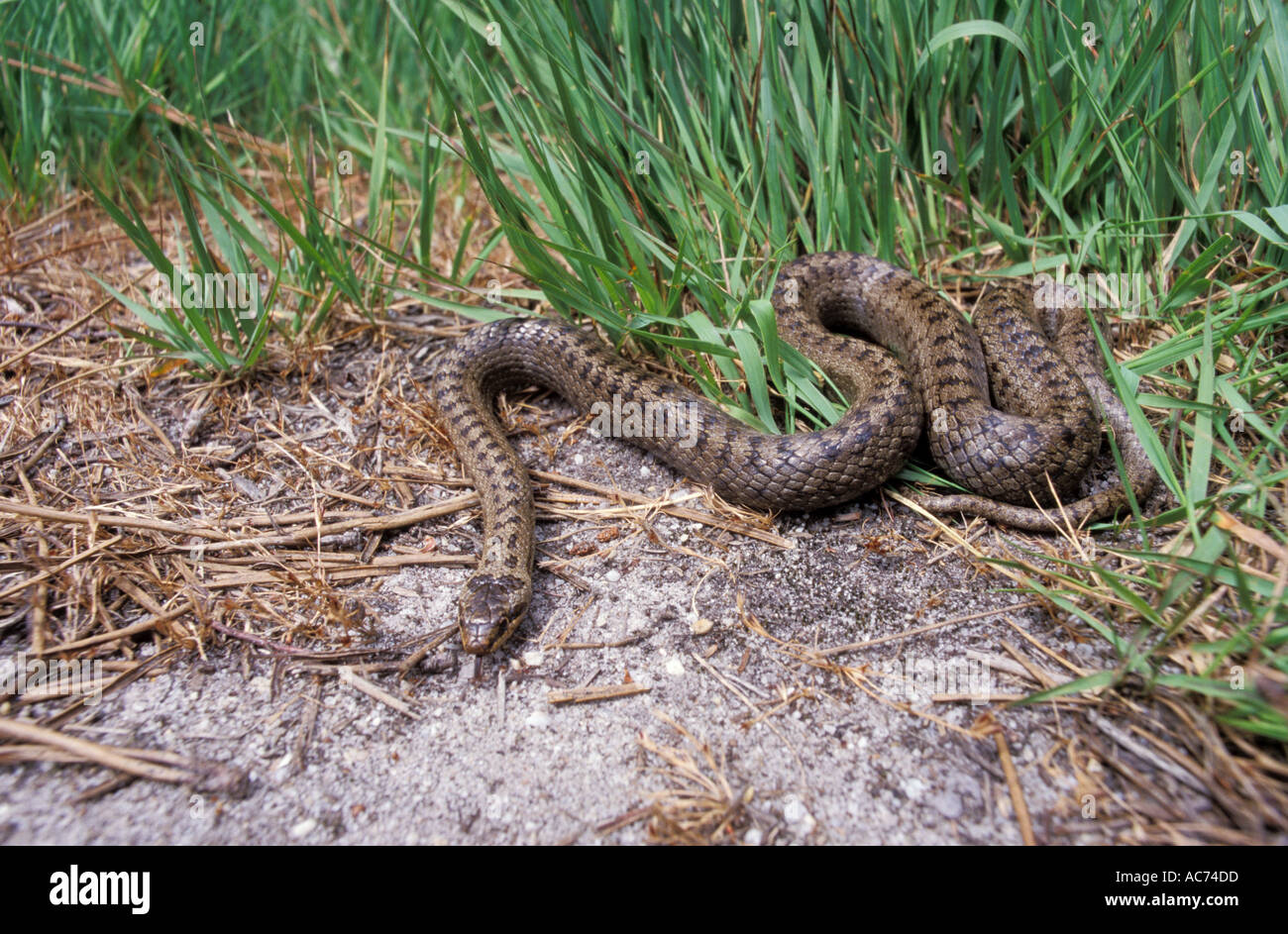 SMOOTH SNAKE Coronella austriaca Stock Photo - Alamy