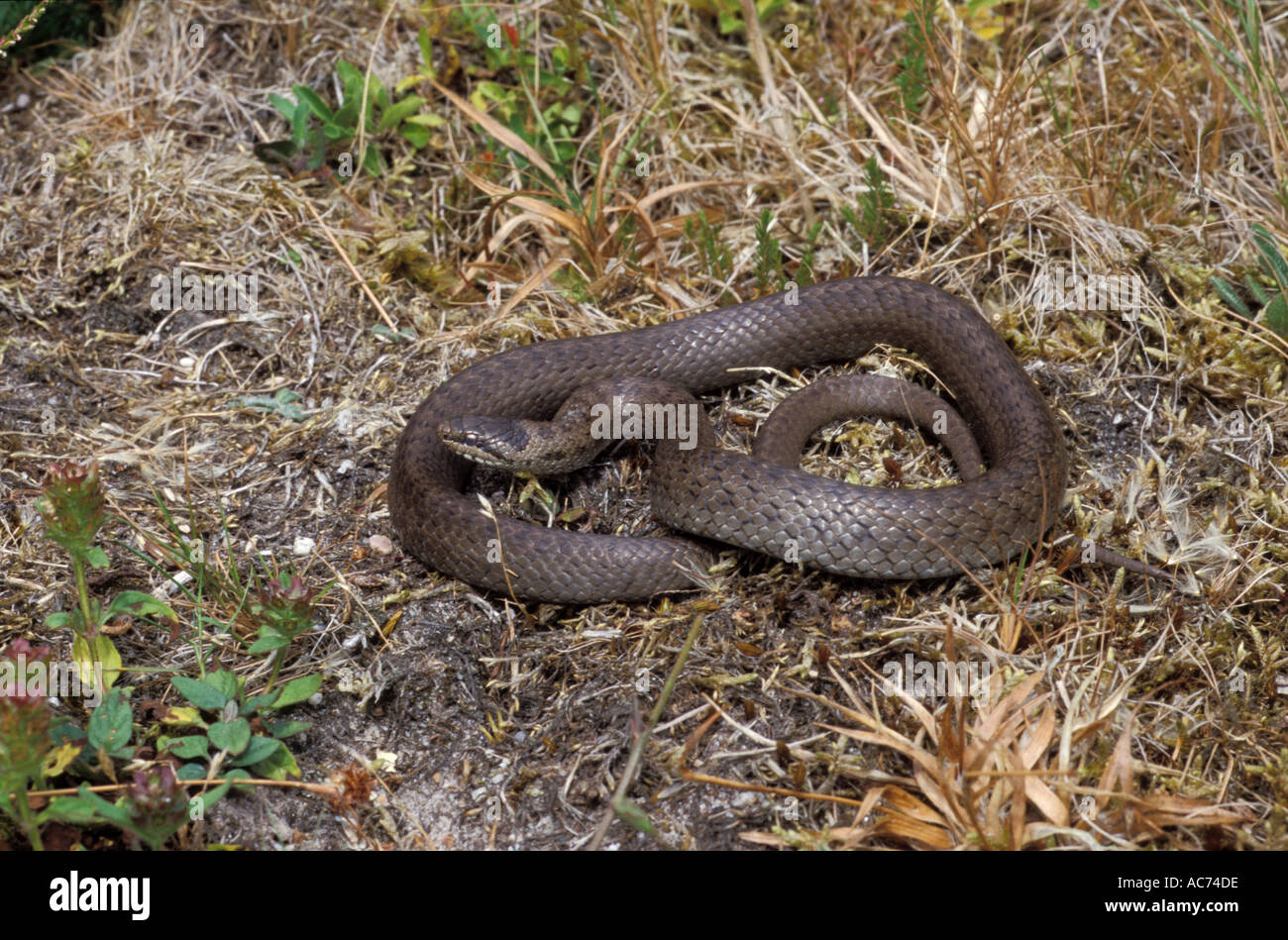 SMOOTH SNAKE Coronella austriaca Stock Photo - Alamy
