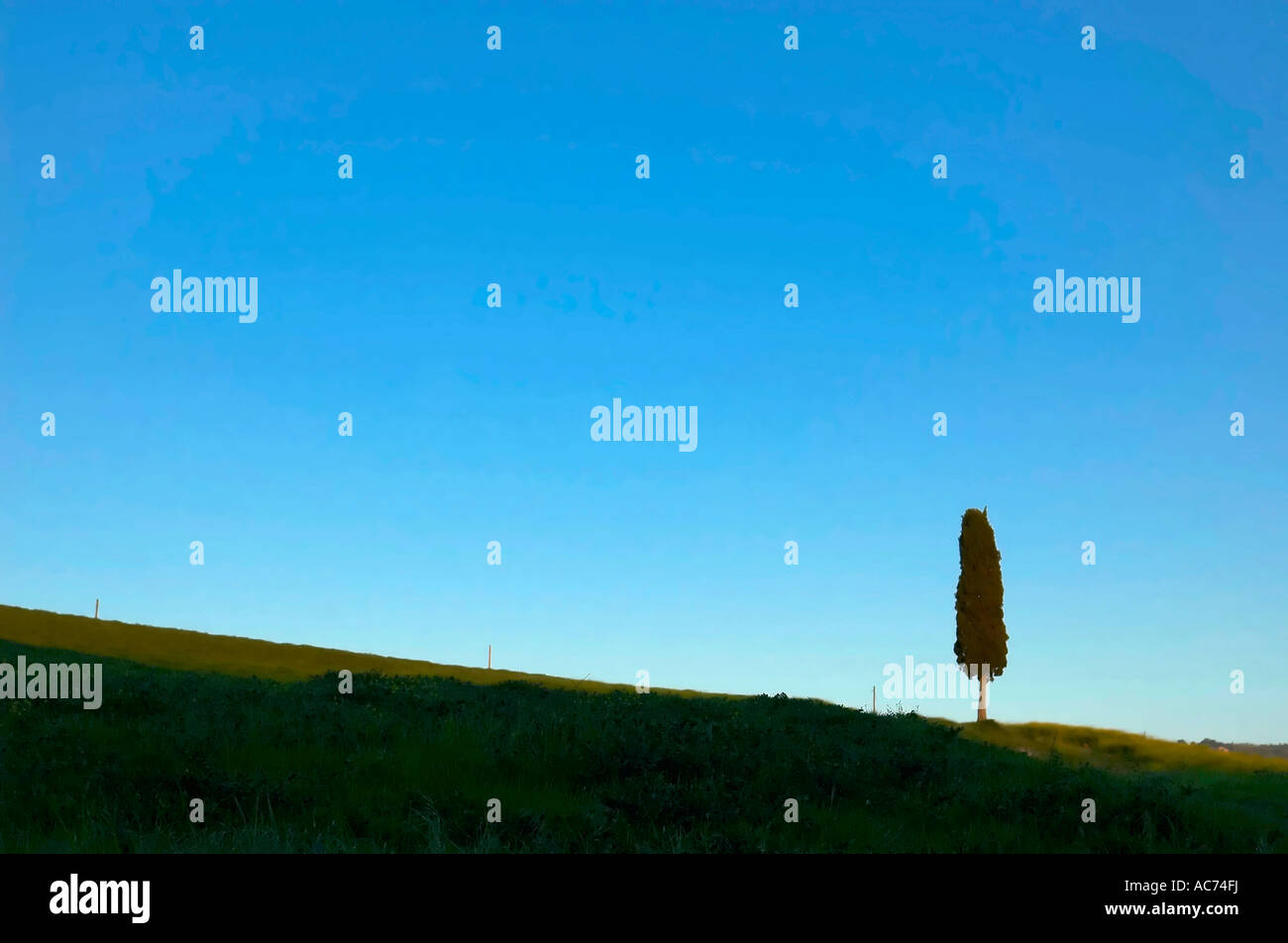 Pine trees on ridge in the Tuscany region of Italy Stock Photo - Alamy