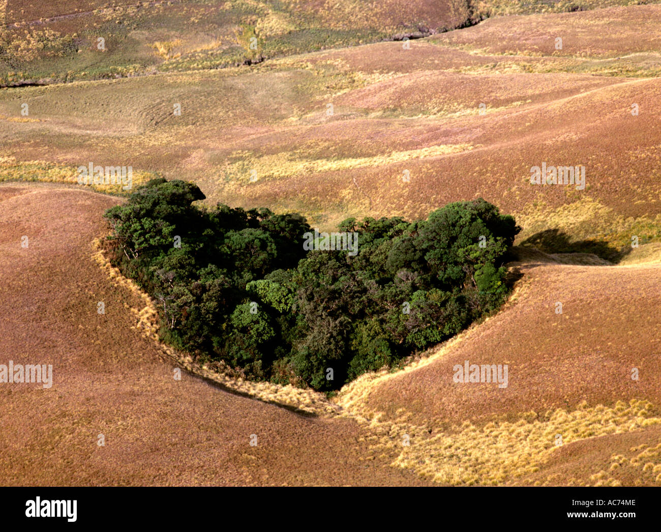 SHOLA FORMATION IN THE MIDST OF MONTANE GRASSLANDS OF ERAVIKULAM ...
