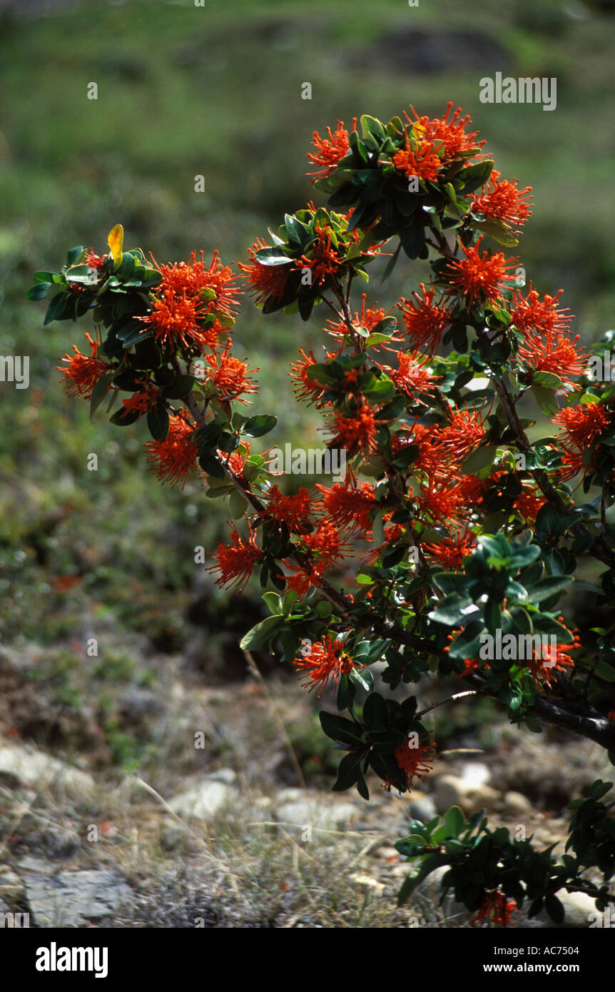FIREBUSH NOTRO Embothrium coccineum close up in TORRES DEL PAINE ...