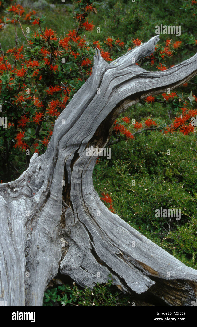 Dead BEECH TREE FIREBUSH in ASCENSIO VALLEY in TORRES DEL PAINE ...
