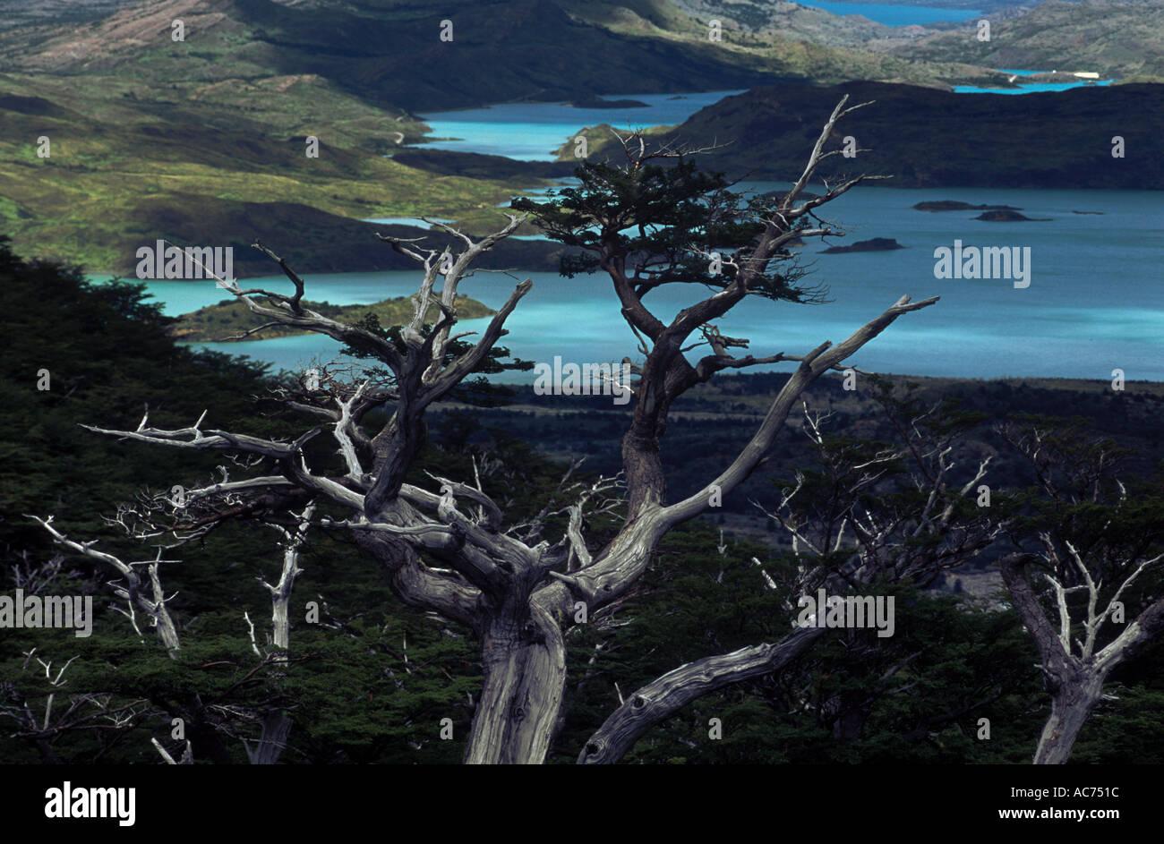 Guindo tree hi-res stock photography and images - Alamy