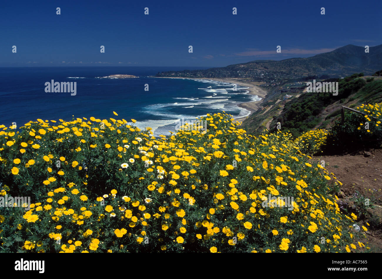 YELLOW FLOWERS bloom in the SPRING above the COASTAL TOWN OF CACHAGUA ...