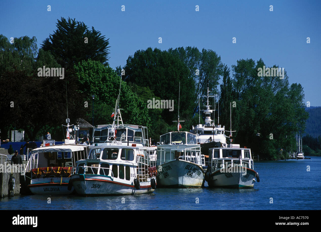 TOUR BOATS at anchor at the dock in VALDIVIA whose river system feeds ...