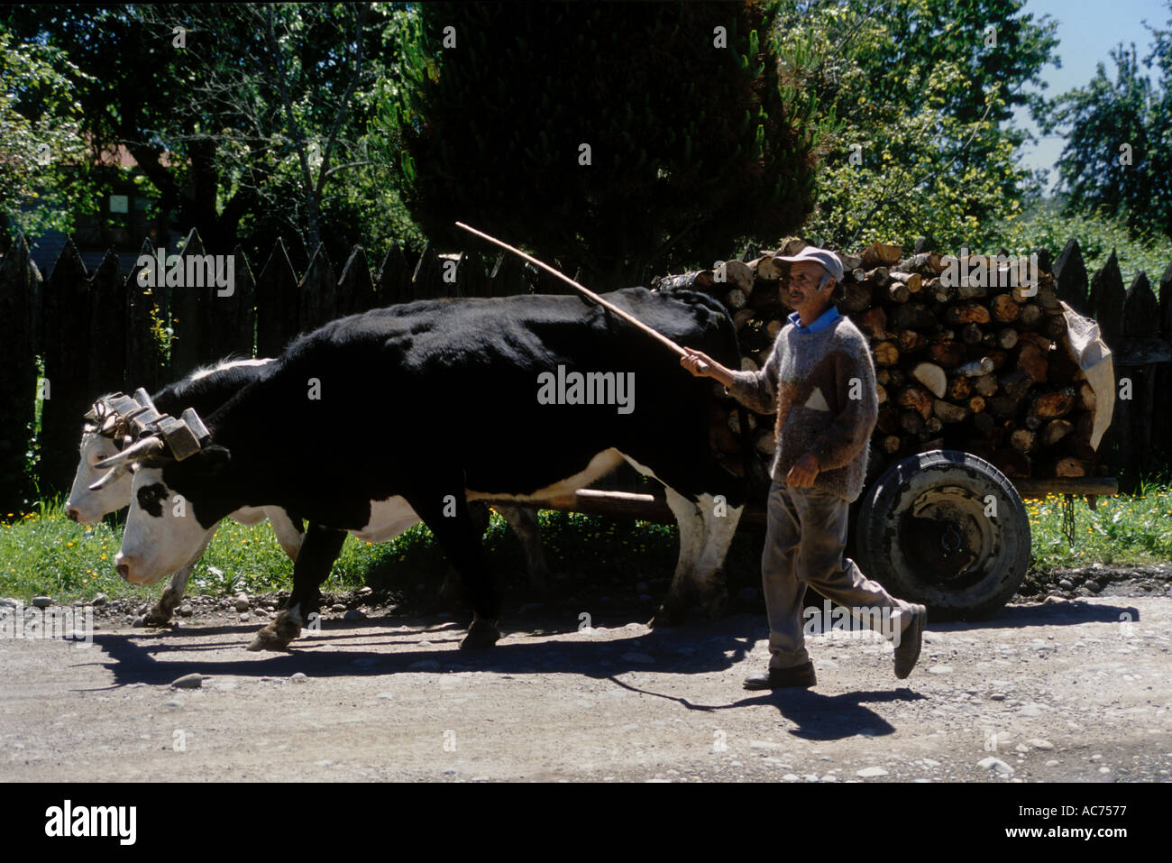 Huge Oxen Teams