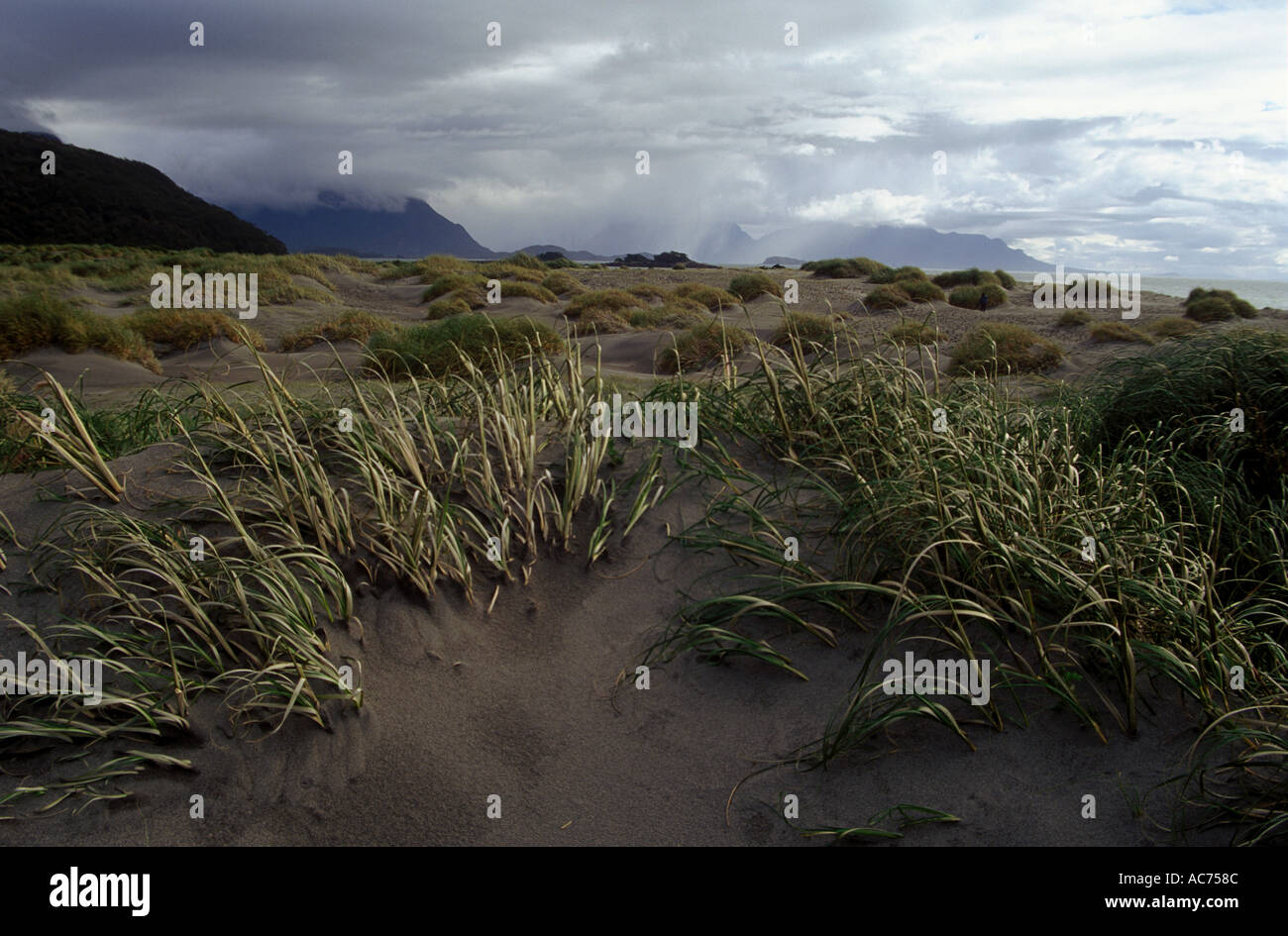 Temperate rainforest and beach in the fog hi-res stock photography and ...