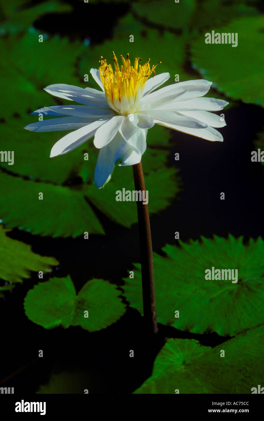 LOTUS BLOSSOM WATER Lilly VITI LEVU FIJI Stock Photo - Alamy
