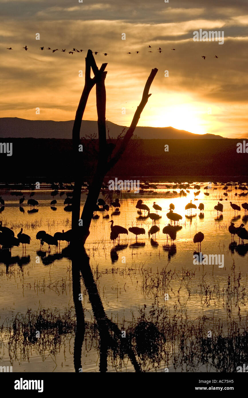 Sandhill cranes Grus canadensis at sunrise Bosque del Apache National ...