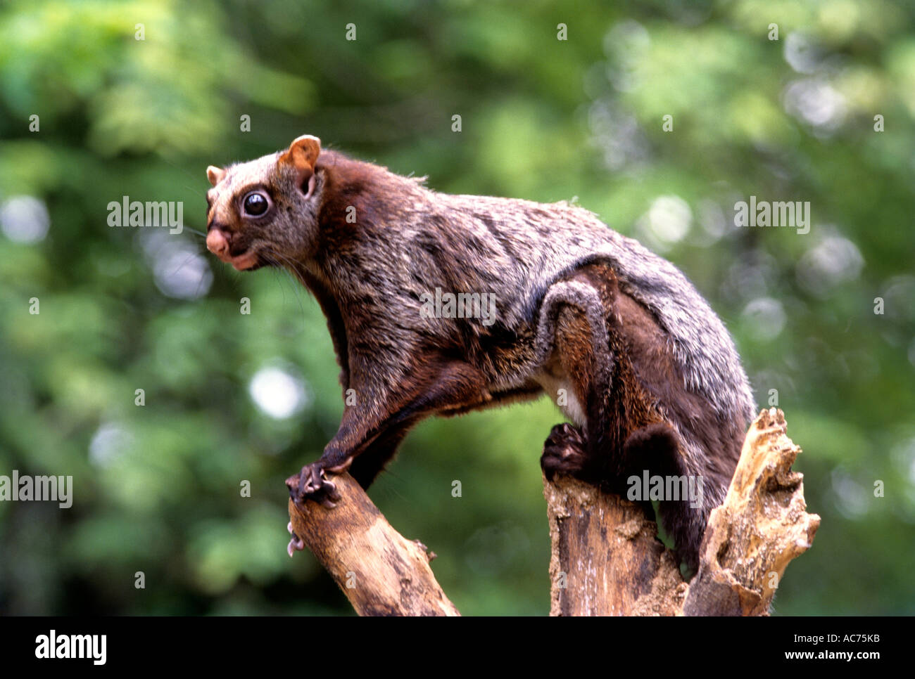 Indian Giant Flying Squirrel