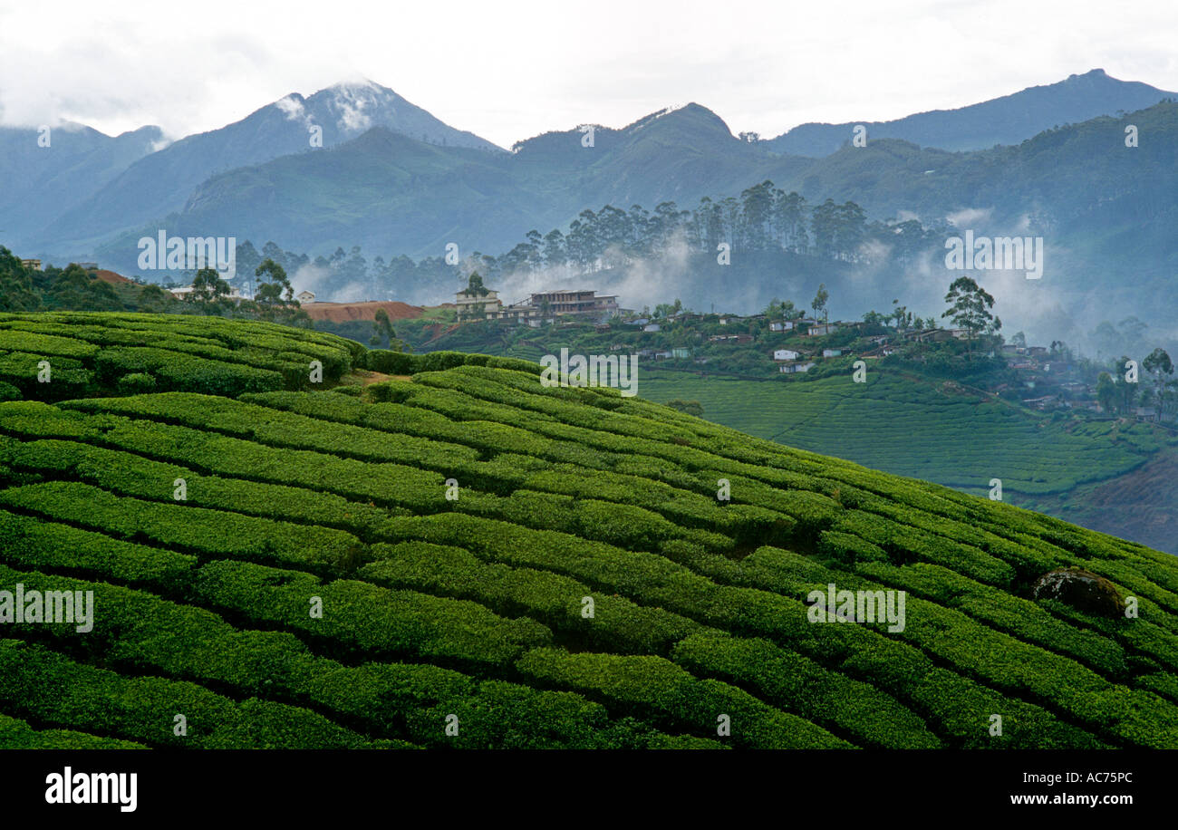 Kanan devan hills plantation hi-res stock photography and images - Alamy