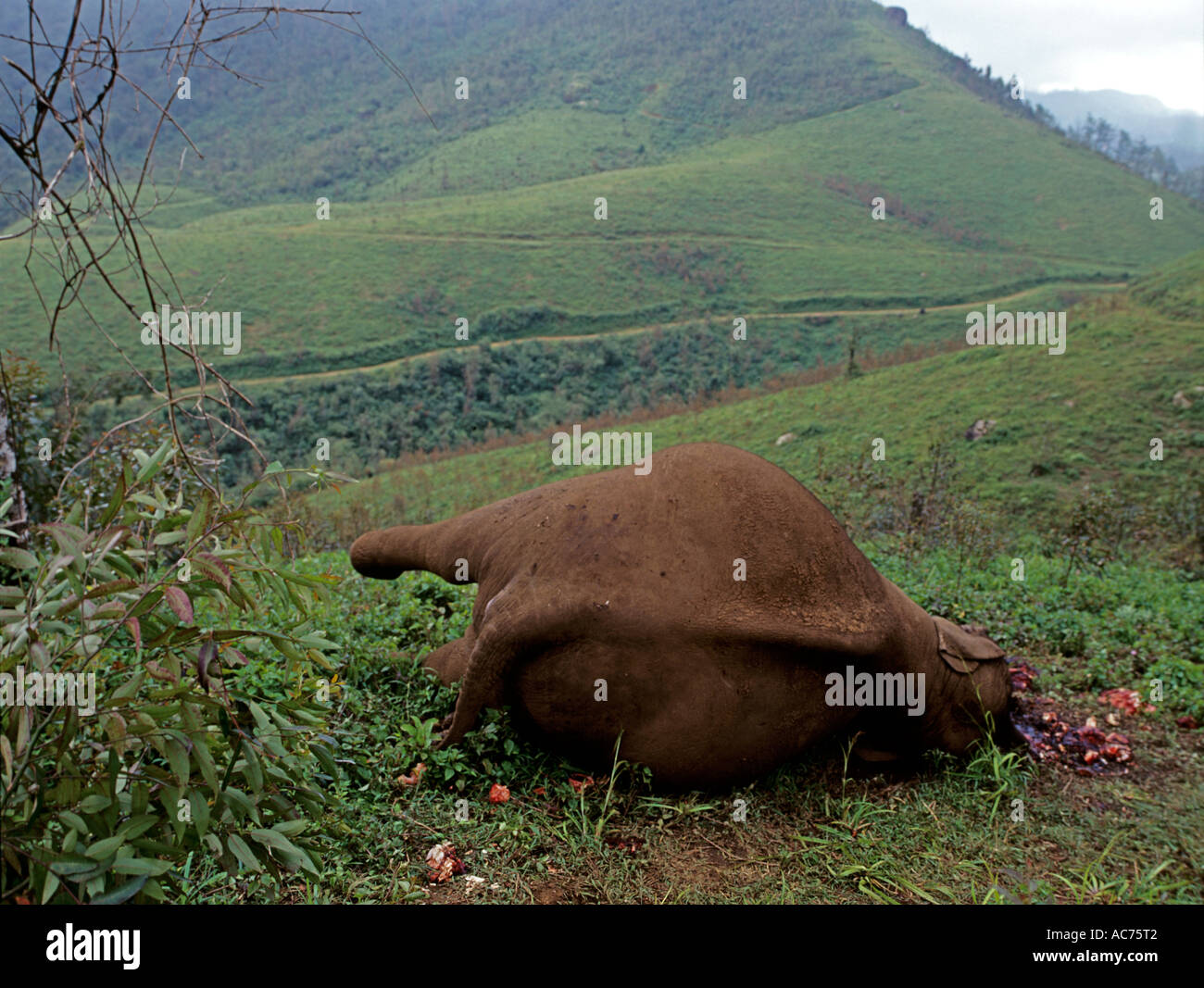 CRUELTY OF ELEPHANT POACHING IN THE WESTERN GHATS, MUNNAR IDUKKI ...