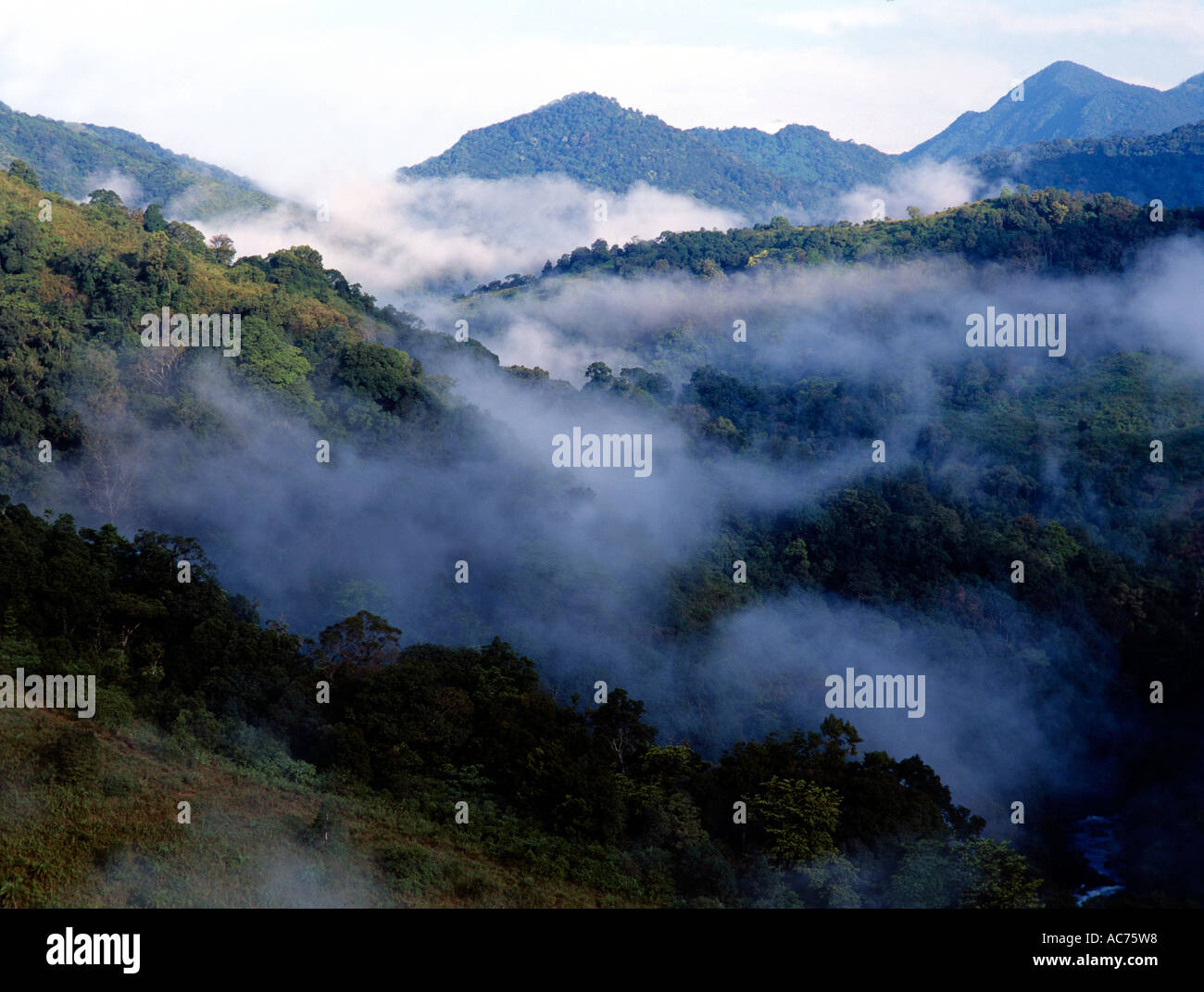 Wet evergreen forests hi-res stock photography and images - Alamy