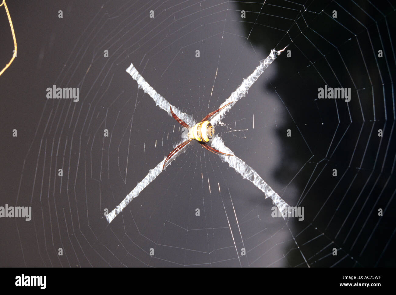 SPIDER AND ITS WEB KARNATAKA Stock Photo - Alamy