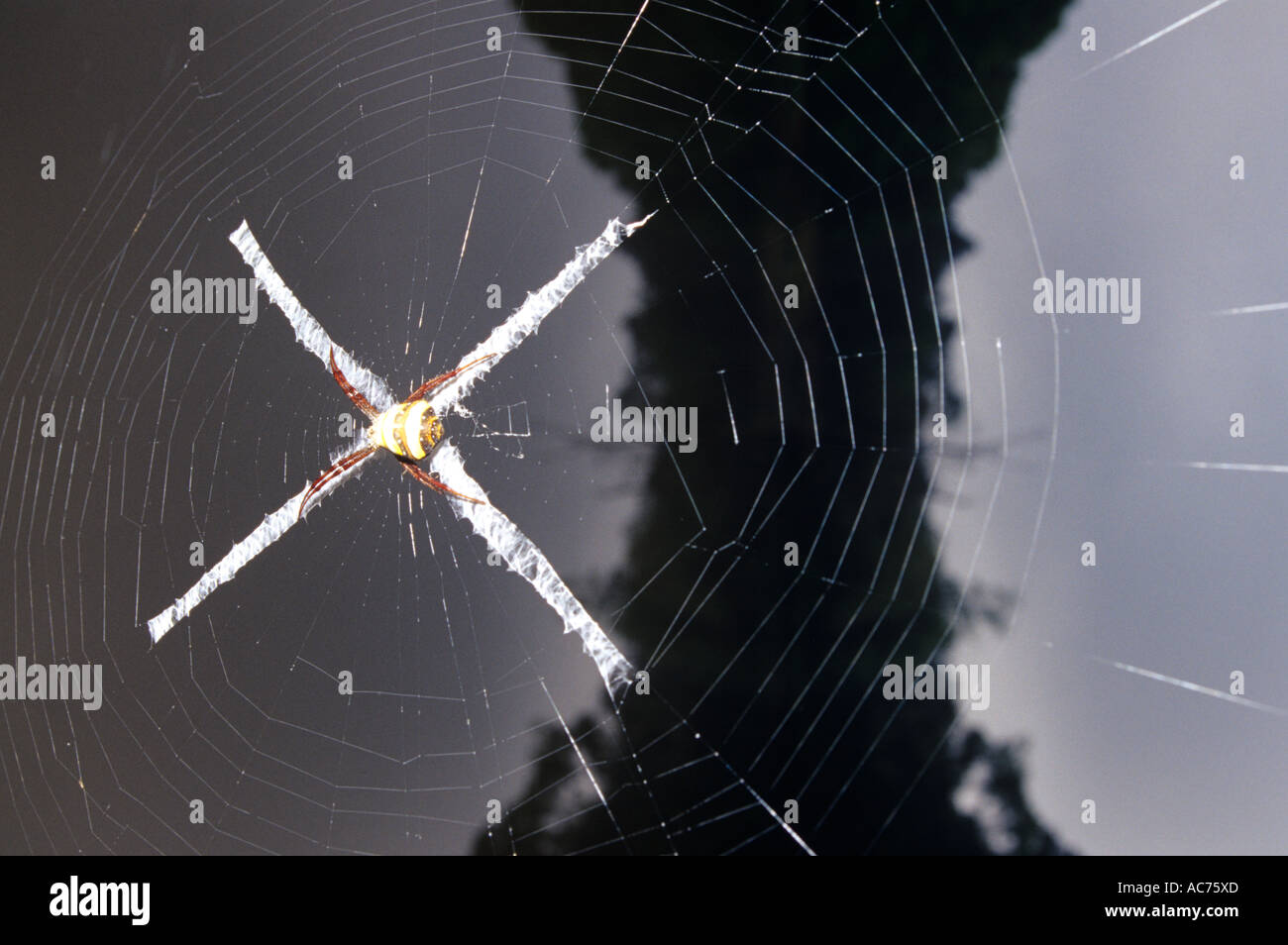 Spider web entanglement hi-res stock photography and images - Alamy